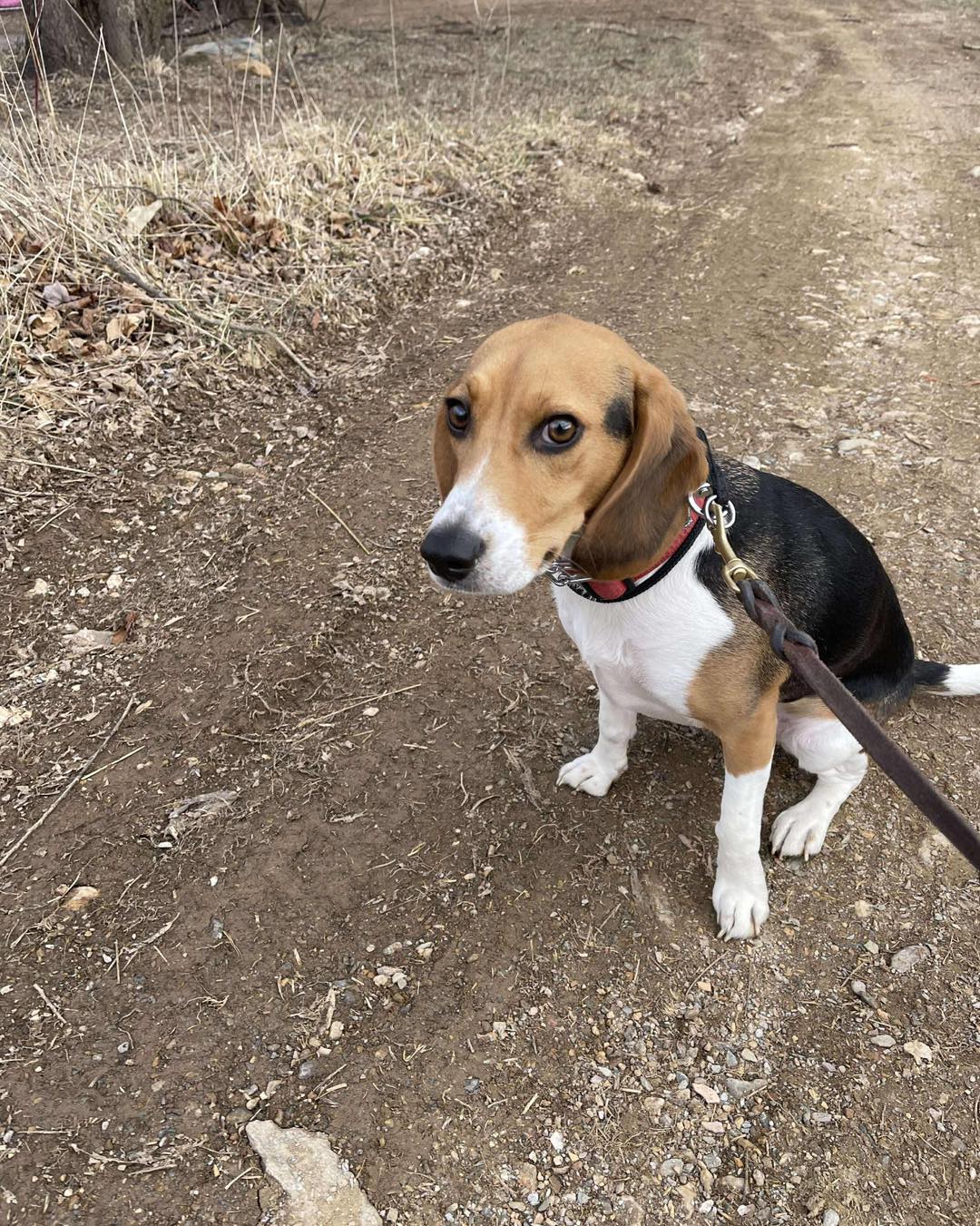 MASON DIXON K9: MORE THAN JUST TRAINING YOUR DOG FROM CROSSING THE LINE